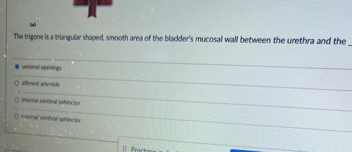 Solved The trigone is a triangular shaped, smooth area of | Chegg.com