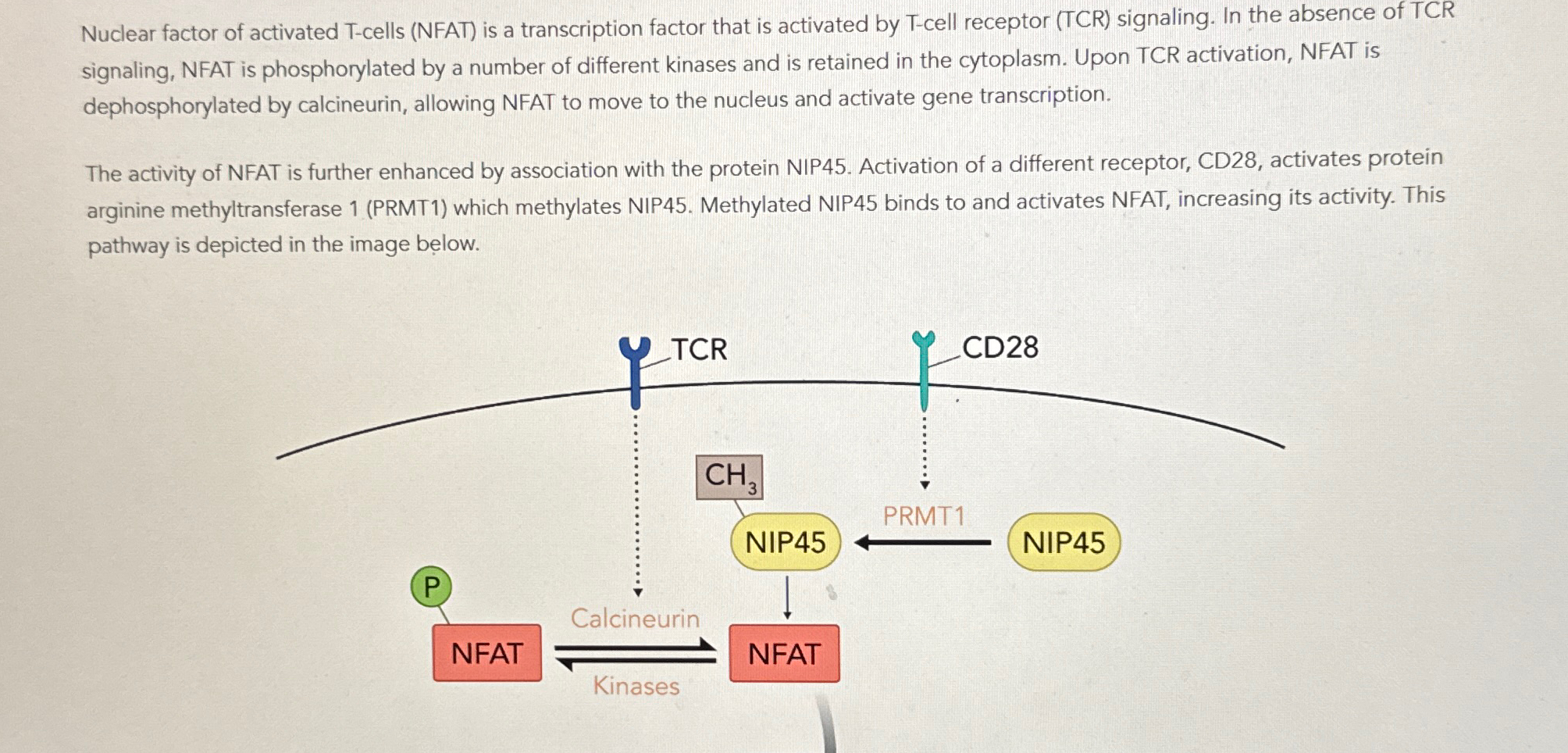 Solved Nuclear factor of activated T-cells (NFAT) ﻿is a | Chegg.com