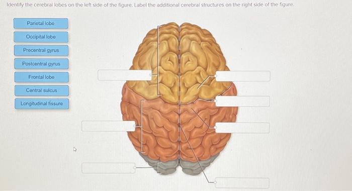 Solved Identify the cerebral lobes on the left side of the | Chegg.com