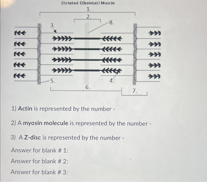 Solved 1) Actin is represented by the number - 2) A myosin | Chegg.com