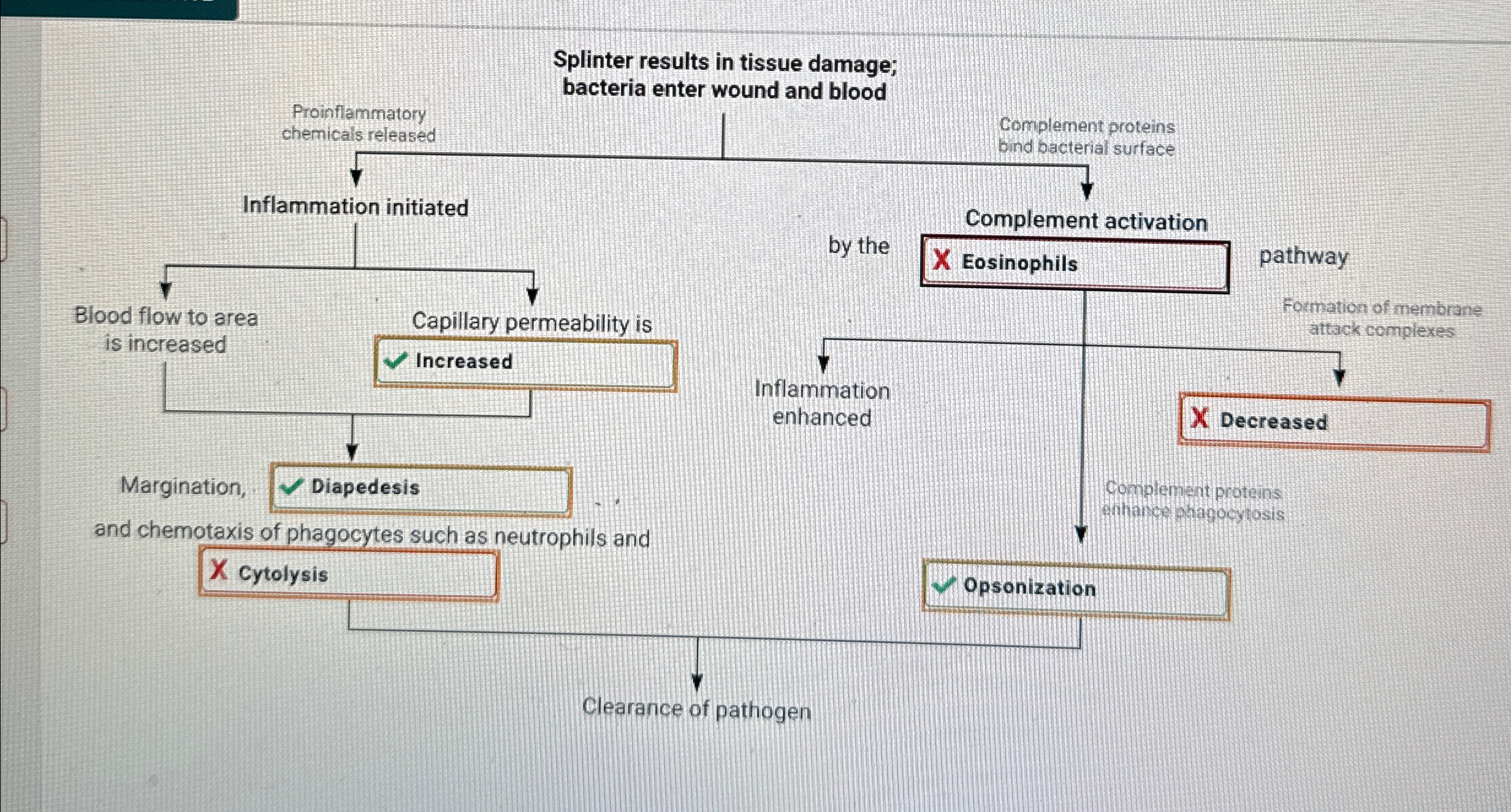 Solved Splinter results in tissue damage; bacteria enter | Chegg.com