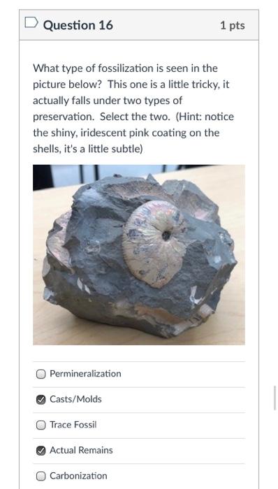Solved Question 14 1 pts What type of fossilization is seen | Chegg.com