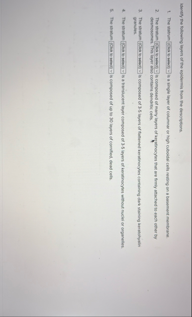 Solved Identify the following layers of the epidermis from | Chegg.com