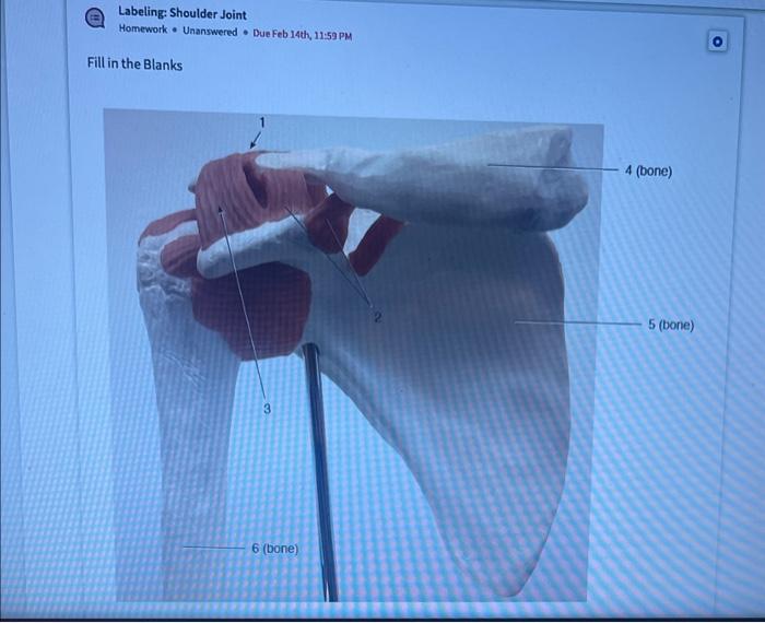 Solved Labeling: Shoulder Joint Homework - Unanswered - Due | Chegg.com
