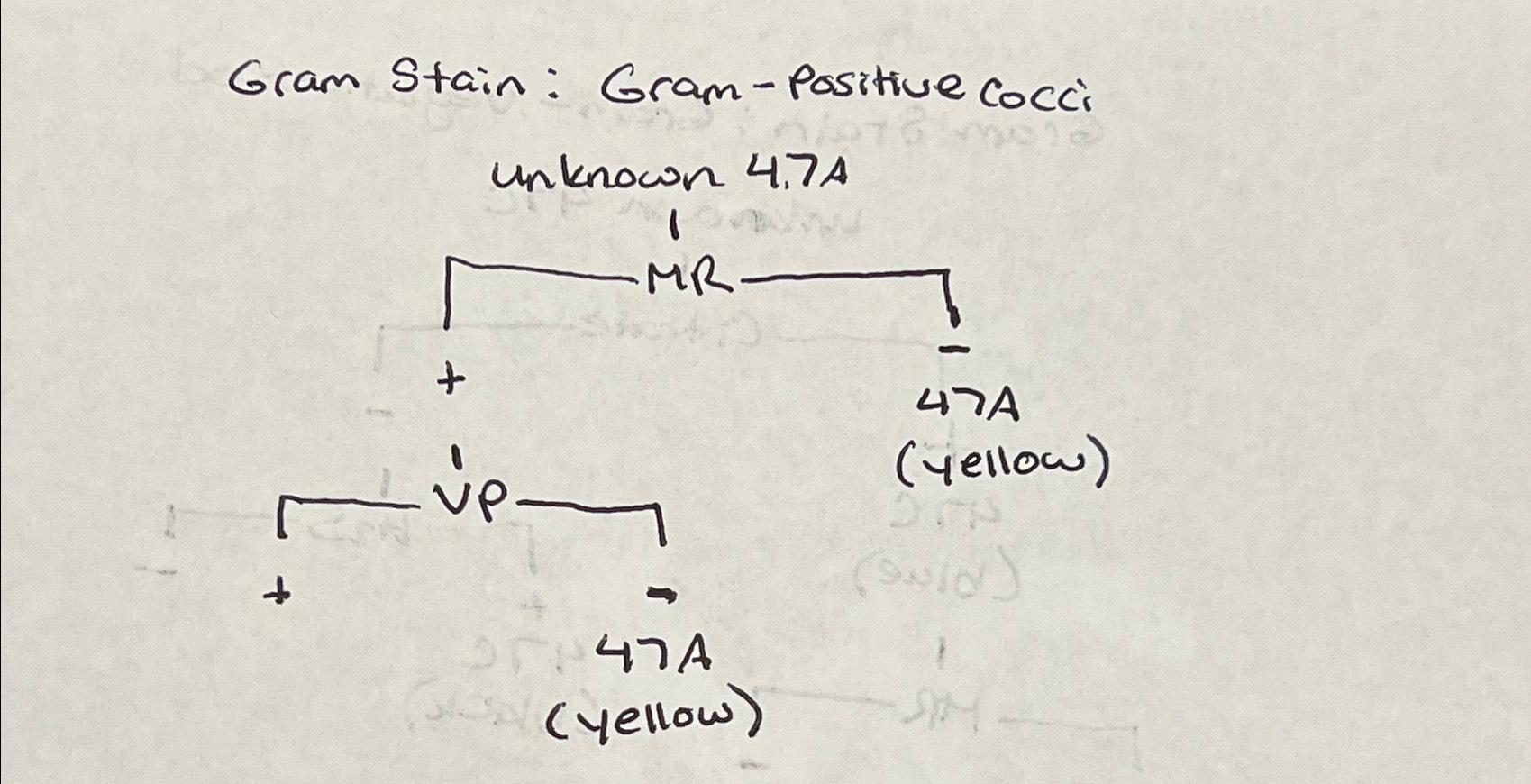 Solved Gram Stain: Gram-Positive cocci Unknown #47A(broth) | Chegg.com