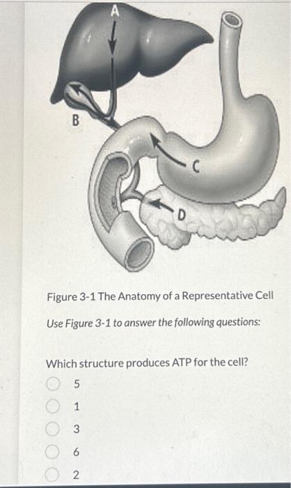 Figure 3-1 The Anatomy of a Representative Cell Use | Chegg.com