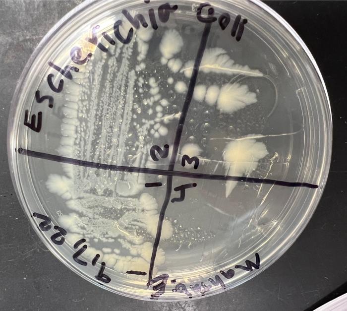 Solved 1. Label with arrows or circle the single colonies. | Chegg.com