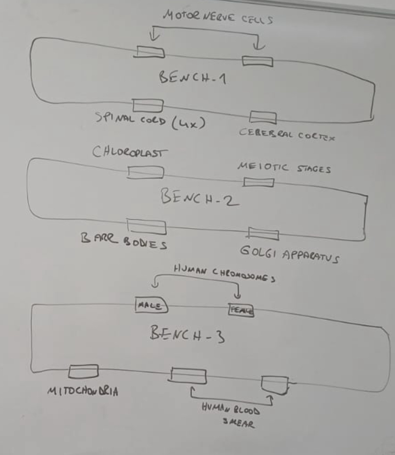 Draw and label the microscopic image of 1 ﻿from | Chegg.com