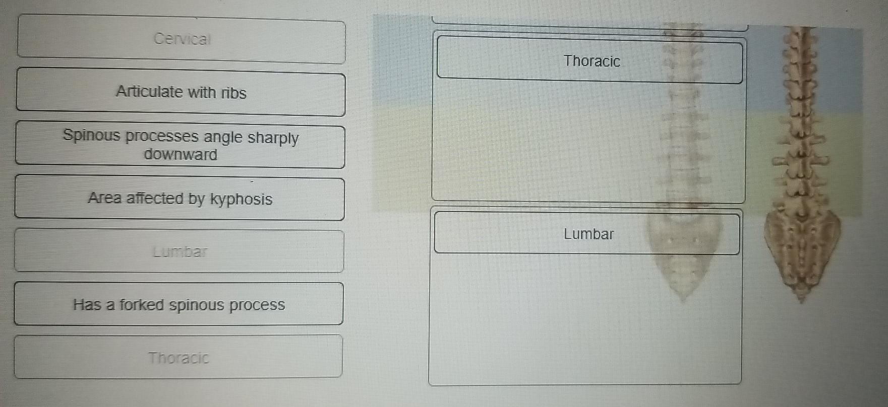 Solved Drag each label into the proper position to identify | Chegg.com