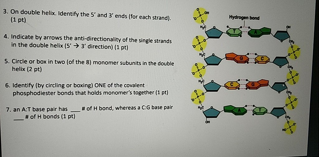 Solved 1. (1 pt) DNA and RNA monomers are called 2. (4.5 | Chegg.com