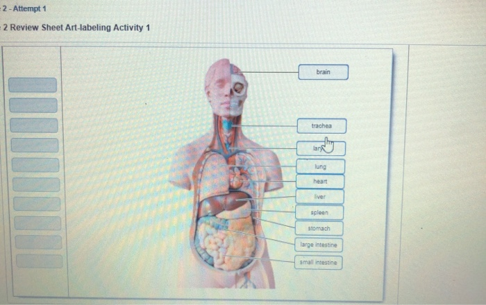 Solved 2 - Attempt 1 2 Review Sheet Art-labeling Activity 1 | Chegg.com