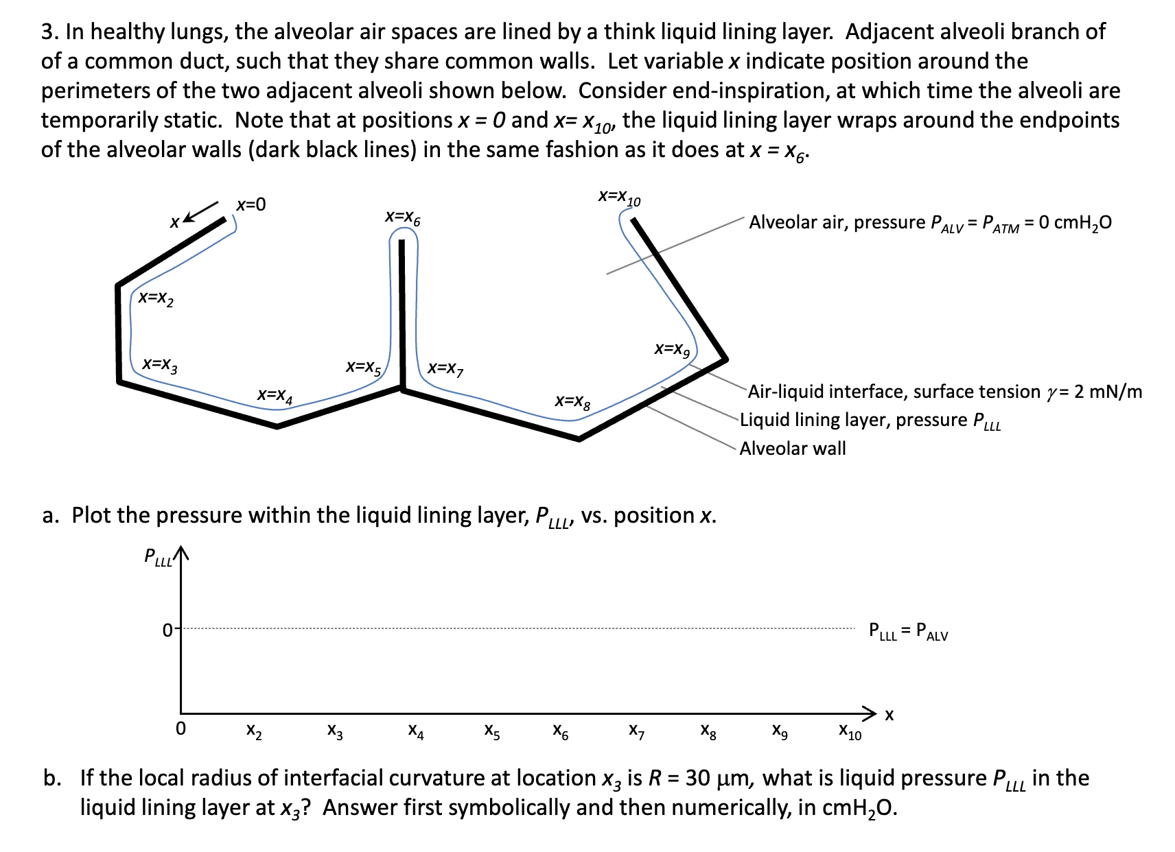 In healthy lungs, the alveolar air spaces are lined | Chegg.com