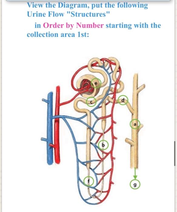 Solved view the diagram put the following urine flow | Chegg.com
