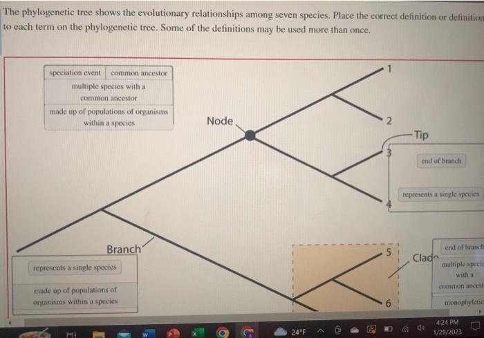 Solved The phylogenetic tree shows the evolutionary | Chegg.com