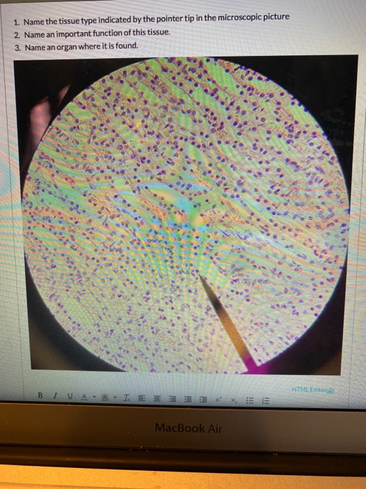 Solved 1. Name the tissue type indicated by the pointer tip | Chegg.com
