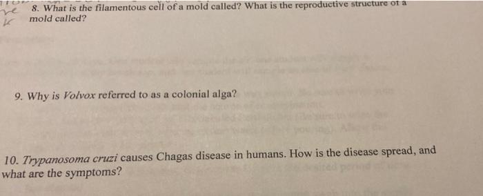 Solved 8. What is the filamentous cell of a mold called? | Chegg.com
