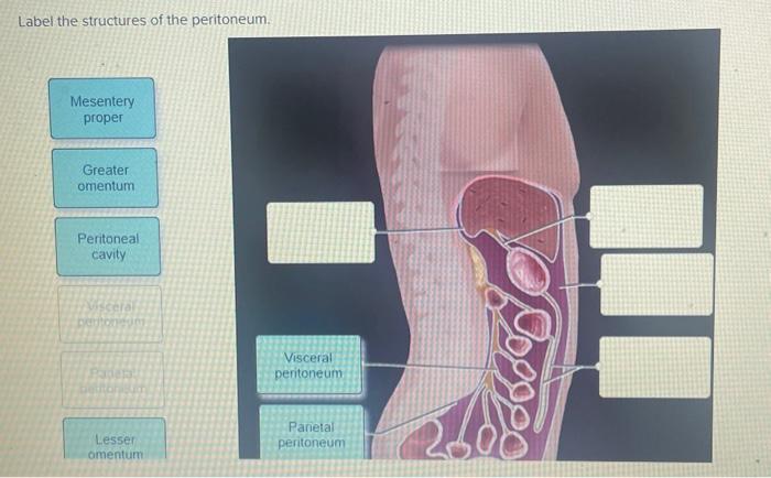 Label the structures of the peritoneum. Label the | Chegg.com