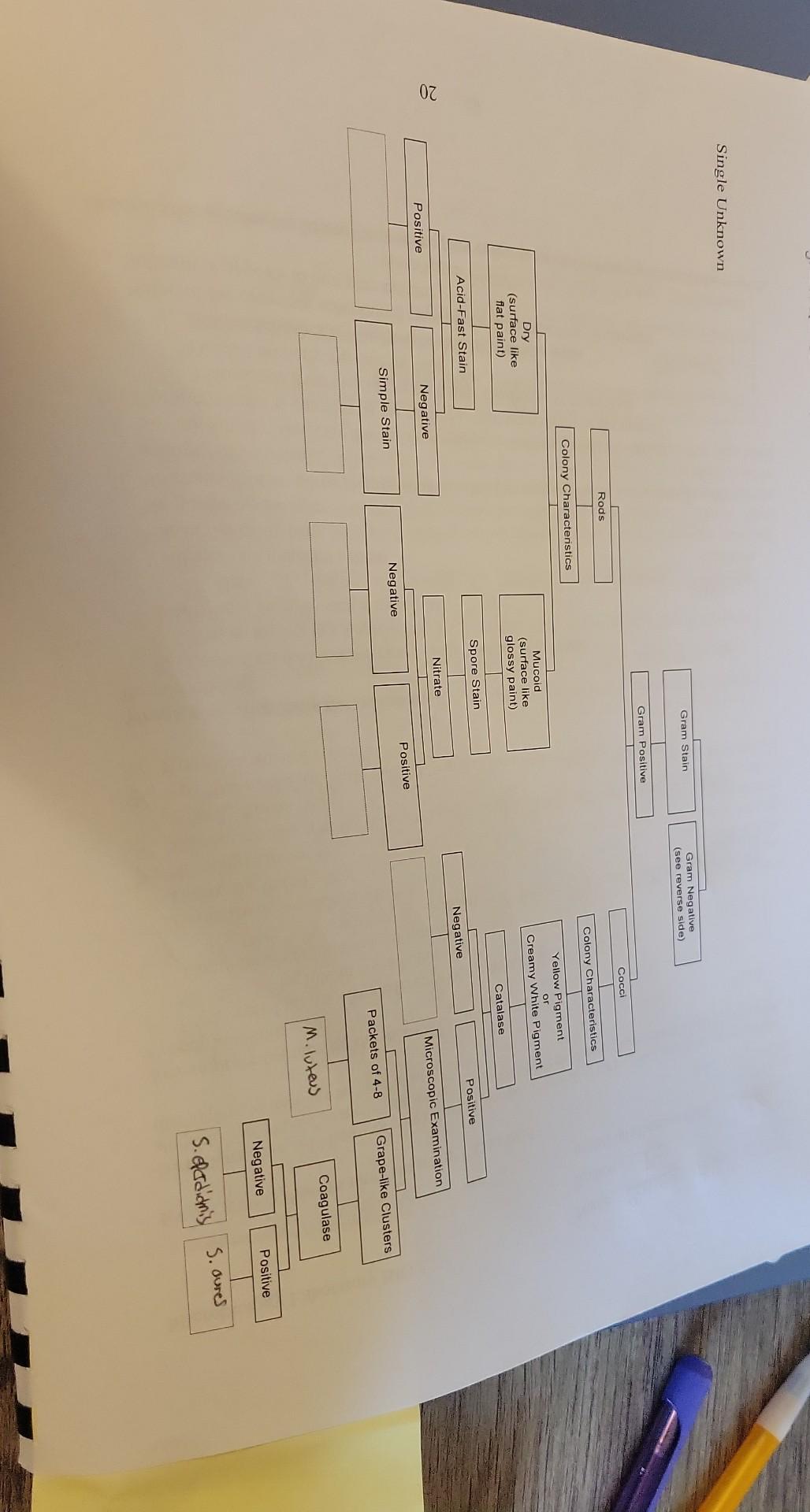 Solved Moraxella Purple Pigment List of Possible Unknowns | Chegg.com