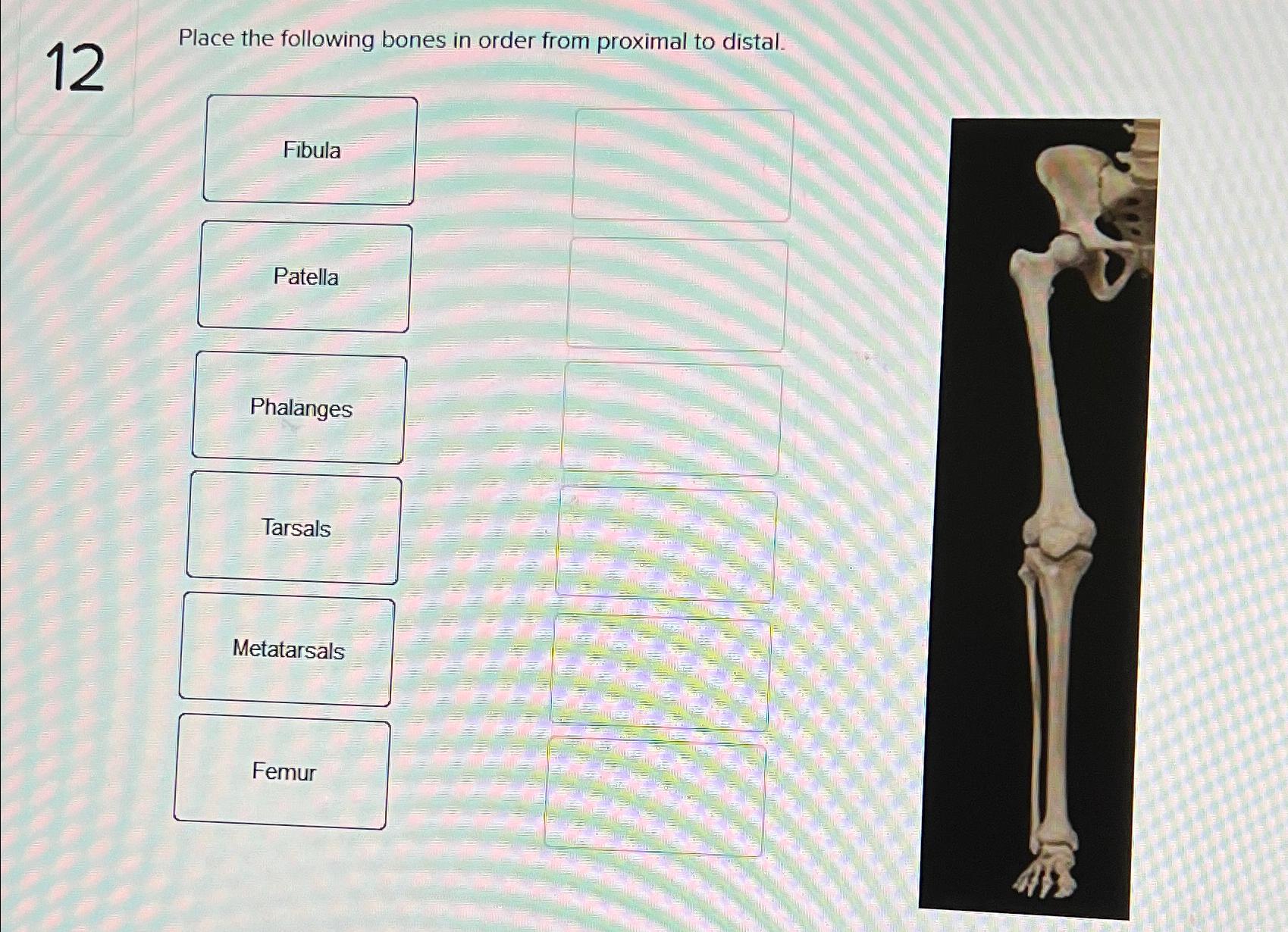 Solved 12Place the following bones in order from proximal to | Chegg.com
