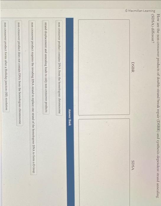 Solved (b) Double-strand break repair (DSBR) (c) | Chegg.com