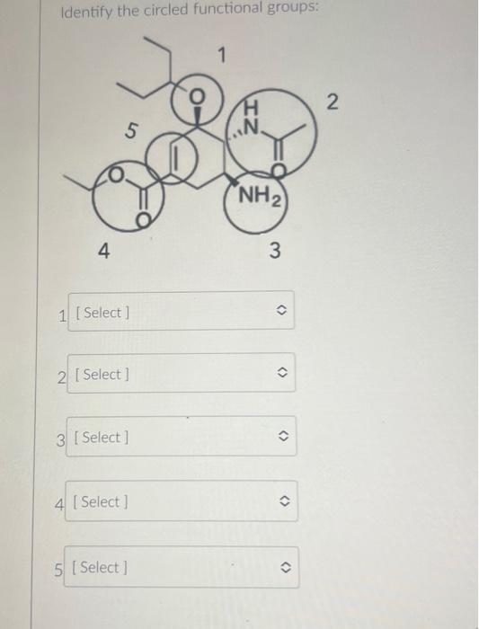 Solved Identify the circled functional groups: | Chegg.com