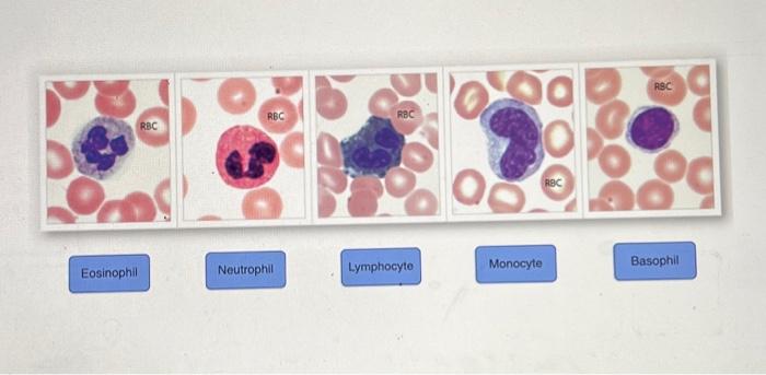 Solved Eosinophil RBC RBC Neutrophil RBC Lymphocyte O 00 | Chegg.com