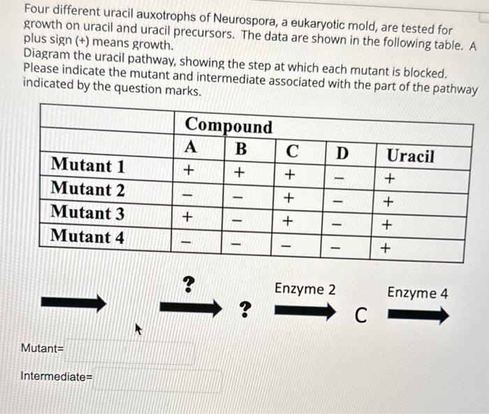 Solved Four different uracil auxotrophs of Neurospora, a | Chegg.com