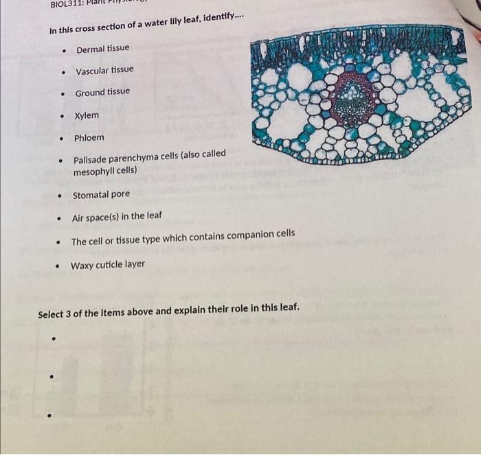 Solved In this cross section of a water lily leaf, | Chegg.com