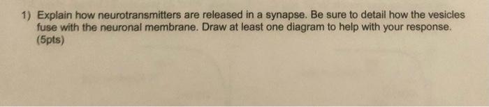 Solved 1) Explain how neurotransmitters are released in a | Chegg.com