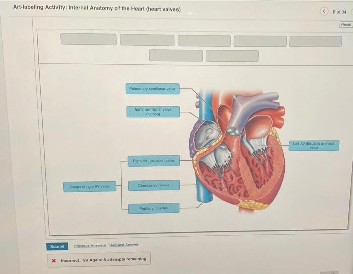 Solved Art-labeling Activity: Internal Anatomy of the Heart | Chegg.com