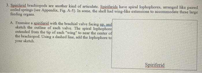 Solved 3. Spiriferid brachiopods are another kind of | Chegg.com