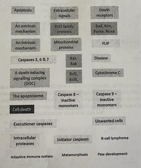 Solved create a concept map of apoptosis, using the list of | Chegg.com