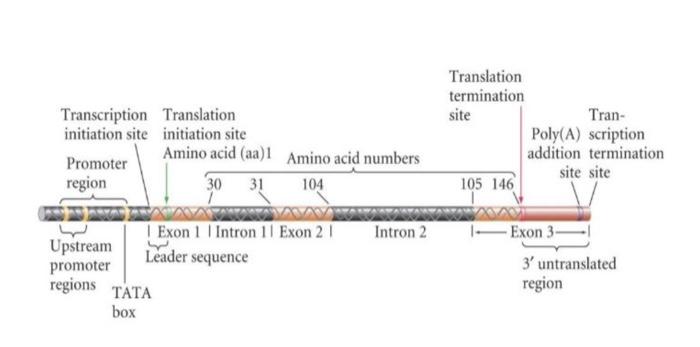 Solved You would like to make a recombinant construct that | Chegg.com