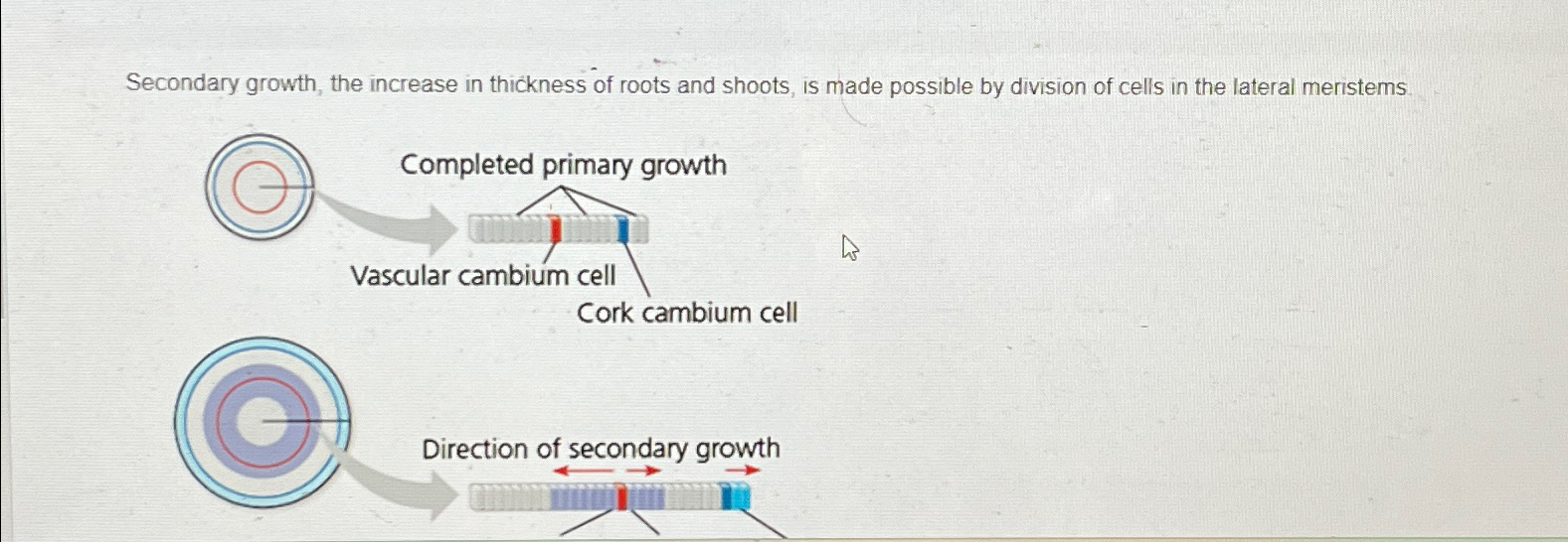 Solved Secondary growth, the increase in thickness of roots | Chegg.com