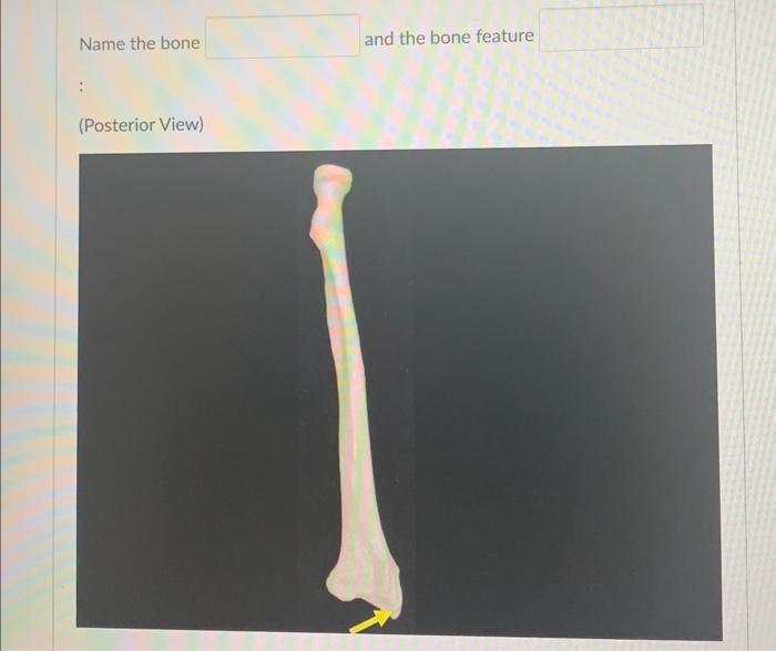 Solved Name the bone and the bone feature (Anterior | Chegg.com