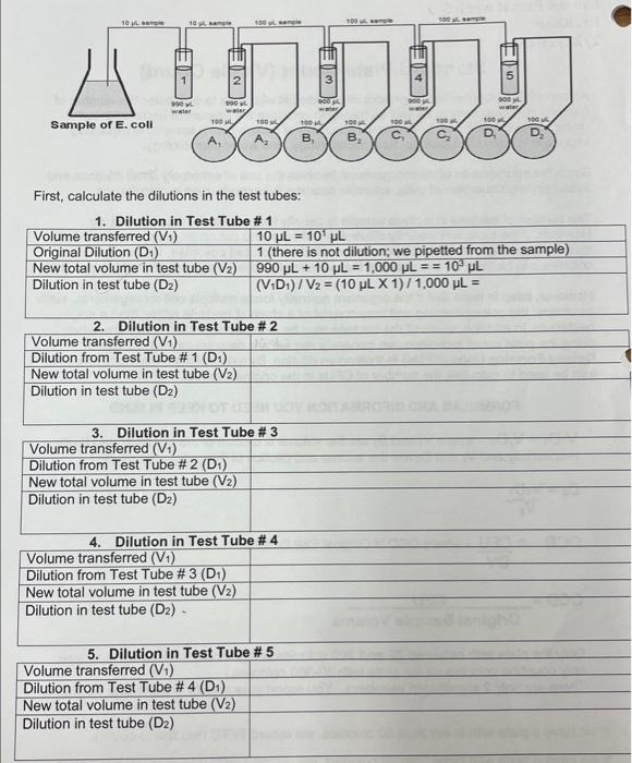 Solved First, calculate the dilutions in the test tubes: | Chegg.com