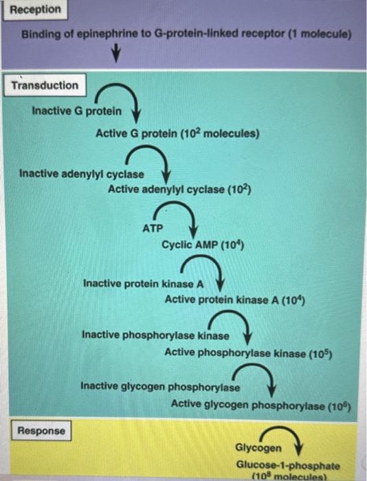 Binding of epinephrine to G-protein-linked receptor | Chegg.com