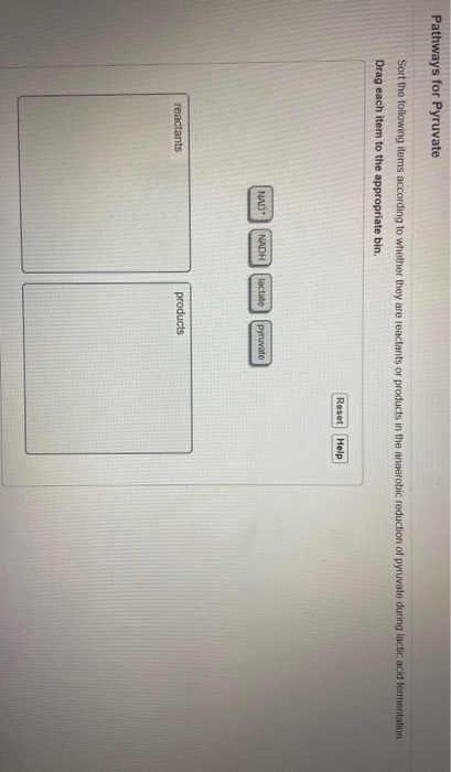 Solved Pathways for Pyruvate Sort the following items | Chegg.com