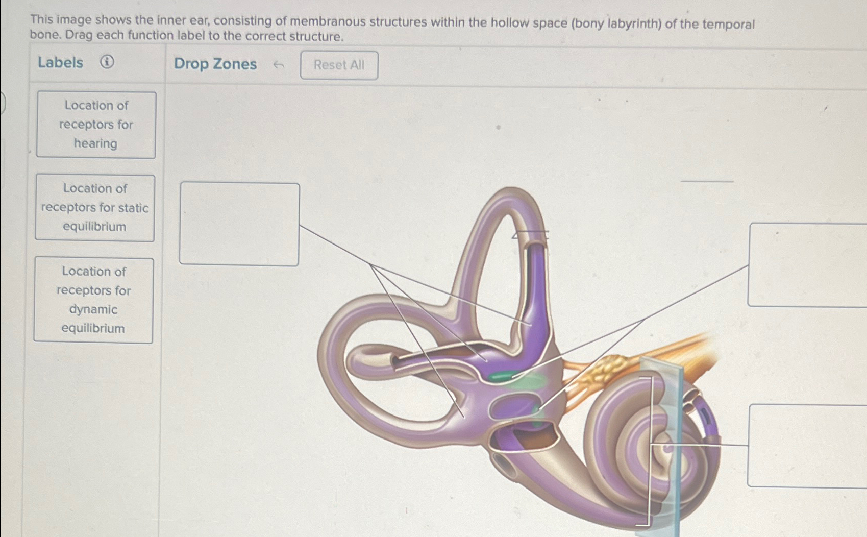 Solved This image shows the inner ear, consisting of | Chegg.com