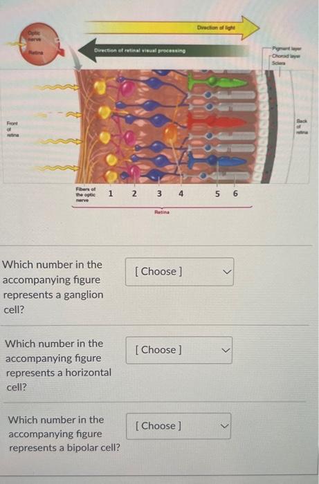 Solved Please use the diagram to help me match the | Chegg.com