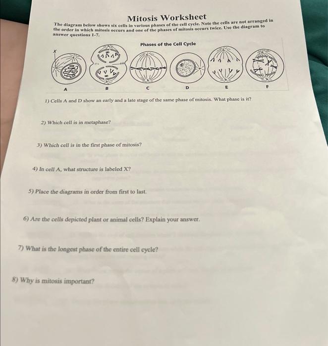 Solved Mitosis Worksheet The diagram below shows six cells | Chegg.com