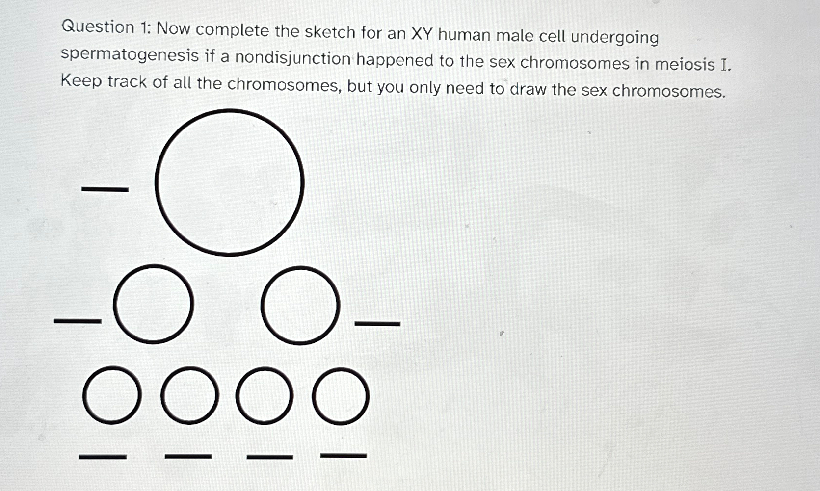 Solved Question 1: Now complete the sketch for an XY human | Chegg.com