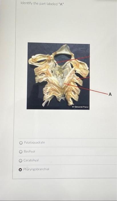 Solved Identify the part labeled "A" Palatoquadrate Basihyal | Chegg.com