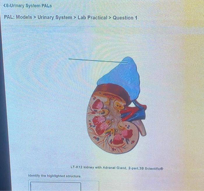 PAL: Models > Urinary System > Lab Practical > | Chegg.com