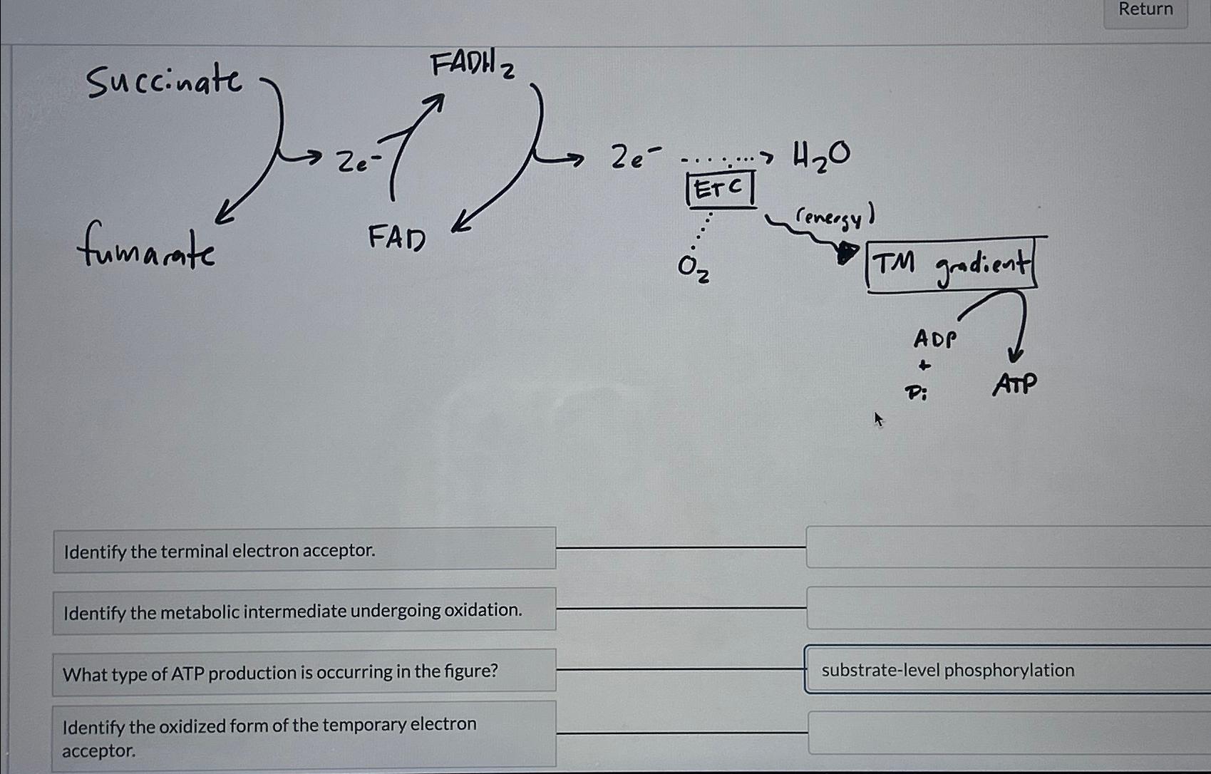 Solved Identify The Terminal Electron Acceptor Identify The