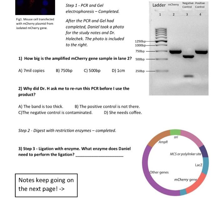 Solved Step 4 - Bacterial transformation using plasmid from | Chegg.com