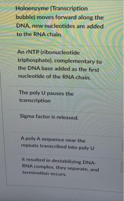 Solved Holoenzyme (Transcription bubble) moves forward along | Chegg.com