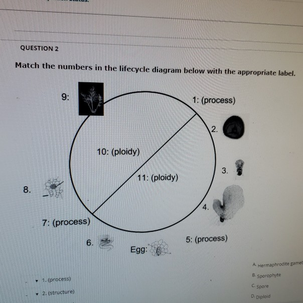 Solved QUESTION 2 Match the numbers in the lifecycle diagram | Chegg.com