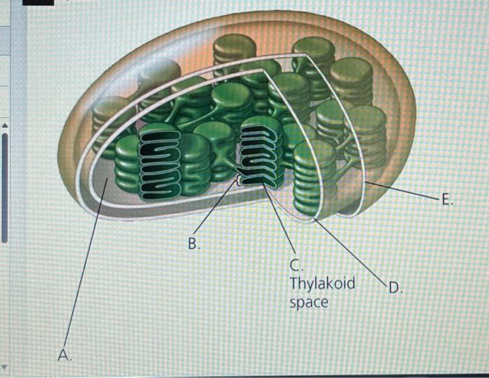Solved B. E. C. Thylakoid D. space A. A B D Thylakoid E | Chegg.com