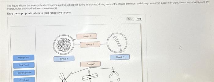Solved The figure shows the eukaryotic chromosome as it | Chegg.com